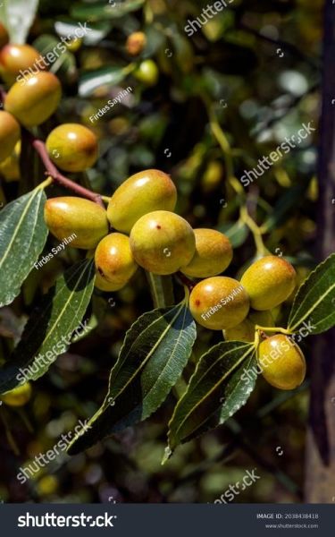 jujube_fruit_benefits_and_side_effects-第1张图片-山城妙识 jujube_fruit_benefits_and_side_effects-第1张图片-山城妙识