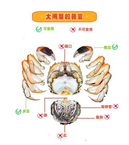 螃蟹怎么去腮和内脏_螃蟹清理步骤图解-第1张图片-山城妙识 螃蟹怎么去腮和内脏_螃蟹清理步骤图解-第1张图片-山城妙识