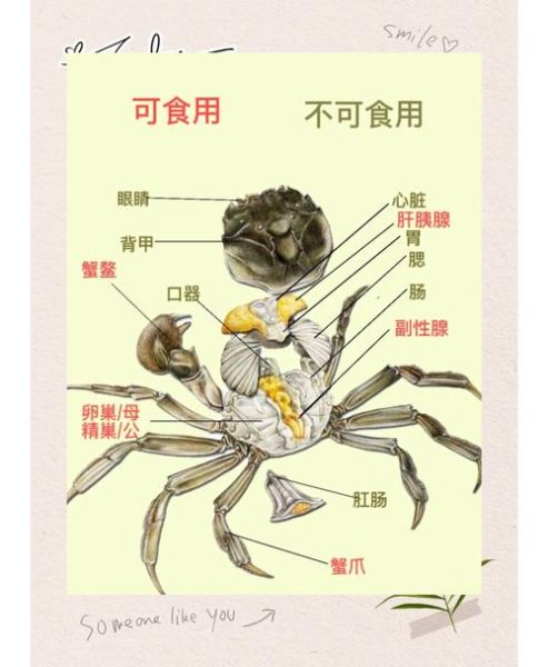 螃蟹怎么去腮和内脏_螃蟹清理步骤图解-第2张图片-山城妙识 螃蟹怎么去腮和内脏_螃蟹清理步骤图解-第2张图片-山城妙识