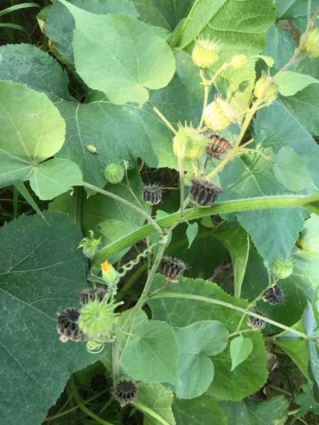 苘麻怎么读_苘麻的拼音是什么-第1张图片-山城妙识 苘麻怎么读_苘麻的拼音是什么-第1张图片-山城妙识