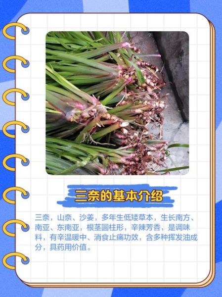 三奈香料图片功效_三奈香料作用有哪些-第1张图片-山城妙识 三奈香料图片功效_三奈香料作用有哪些-第1张图片-山城妙识