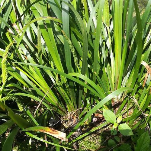 三奈香料图片功效_三奈香料作用有哪些-第2张图片-山城妙识 三奈香料图片功效_三奈香料作用有哪些-第2张图片-山城妙识