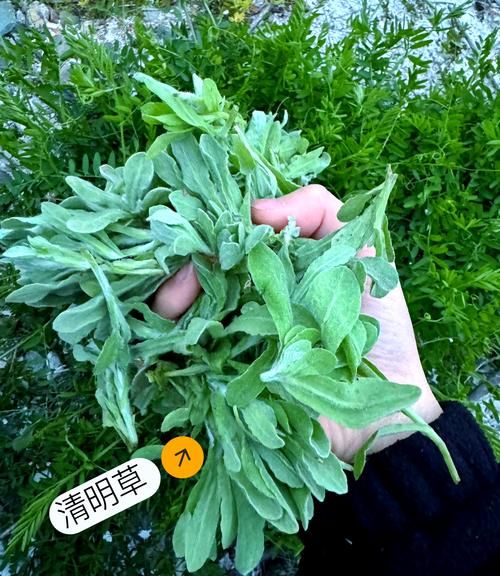 青团为什么叫青团_青团寓意是什么-第2张图片-山城妙识