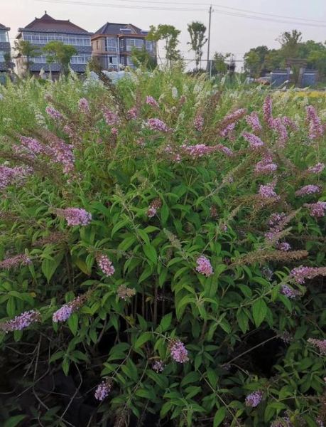 醉鱼草的功效与作用_醉鱼草怎么养-第1张图片-山城妙识 醉鱼草的功效与作用_醉鱼草怎么养-第1张图片-山城妙识