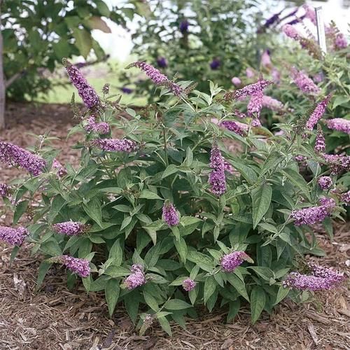 醉鱼草的功效与作用_醉鱼草怎么养-第3张图片-山城妙识 醉鱼草的功效与作用_醉鱼草怎么养-第3张图片-山城妙识