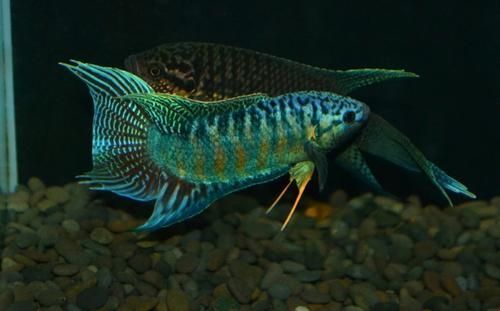 蓑衣鱼是什么鱼_蓑衣鱼怎么做好吃-第1张图片-山城妙识 蓑衣鱼是什么鱼_蓑衣鱼怎么做好吃-第1张图片-山城妙识