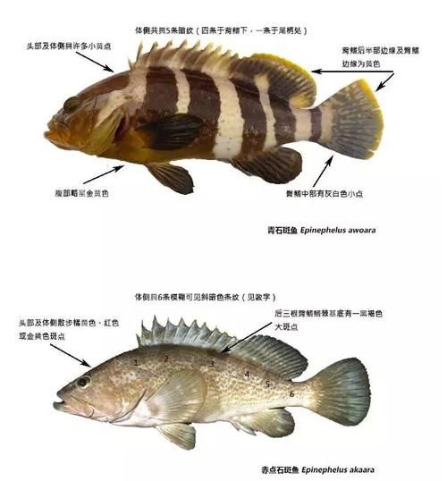 青斑鱼和石斑鱼区别_怎么分辨-第1张图片-山城妙识 青斑鱼和石斑鱼区别_怎么分辨-第1张图片-山城妙识