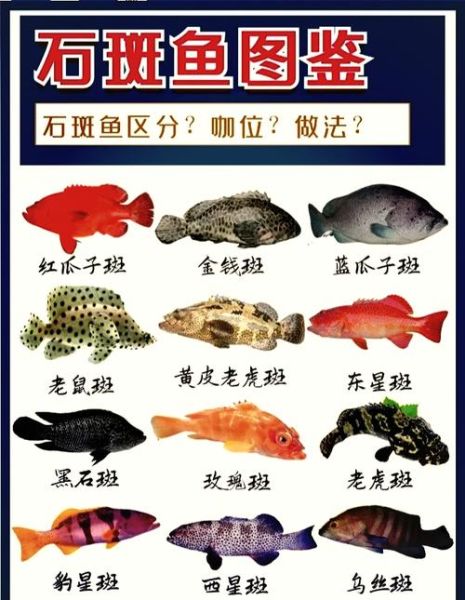 青斑鱼和石斑鱼区别_怎么分辨-第2张图片-山城妙识 青斑鱼和石斑鱼区别_怎么分辨-第2张图片-山城妙识