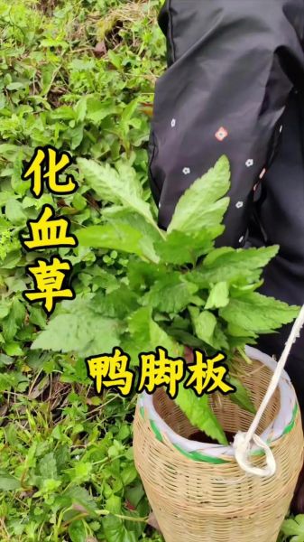 鸭儿芹怎么吃_鸭儿芹功效与作用-第1张图片-山城妙识 鸭儿芹怎么吃_鸭儿芹功效与作用-第1张图片-山城妙识