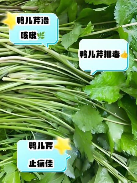 鸭儿芹怎么吃_鸭儿芹功效与作用-第2张图片-山城妙识 鸭儿芹怎么吃_鸭儿芹功效与作用-第2张图片-山城妙识