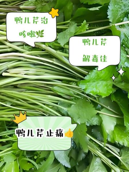 鸭儿芹怎么吃_鸭儿芹功效与作用-第3张图片-山城妙识 鸭儿芹怎么吃_鸭儿芹功效与作用-第3张图片-山城妙识