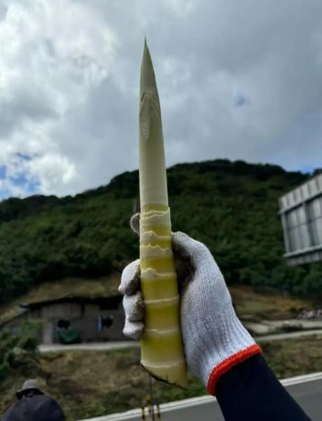 方竹笋怎么长期保存_方竹笋冷冻还是冷藏好-第2张图片-山城妙识 方竹笋怎么长期保存_方竹笋冷冻还是冷藏好-第2张图片-山城妙识