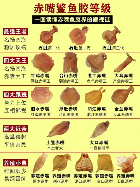 花胶有哪些种类_花胶等级怎么分-第1张图片-山城妙识