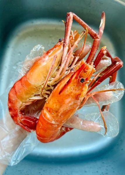 大头虾和基围虾的区别_哪个更好吃-第2张图片-山城妙识 大头虾和基围虾的区别_哪个更好吃-第2张图片-山城妙识