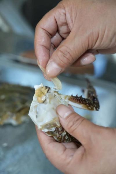 梭子蟹怎么处理内脏_内脏清理步骤-第1张图片-山城妙识 梭子蟹怎么处理内脏_内脏清理步骤-第1张图片-山城妙识