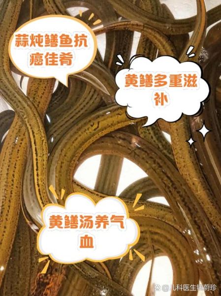 黄鳝吃什么才能养活_黄鳝吃什么食物最好-第2张图片-山城妙识 黄鳝吃什么才能养活_黄鳝吃什么食物最好-第2张图片-山城妙识