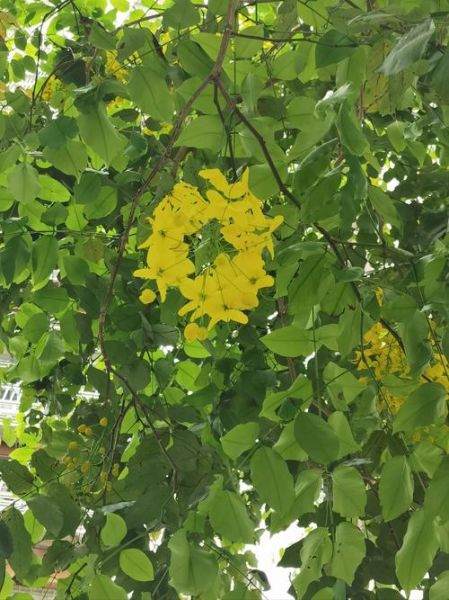 腊肠树花什么时候开_腊肠树花语是什么-第1张图片-山城妙识 腊肠树花什么时候开_腊肠树花语是什么-第1张图片-山城妙识