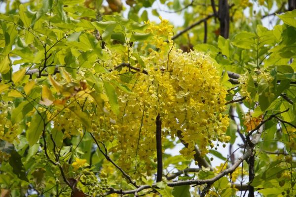 腊肠树花什么时候开_腊肠树花语是什么-第3张图片-山城妙识 腊肠树花什么时候开_腊肠树花语是什么-第3张图片-山城妙识