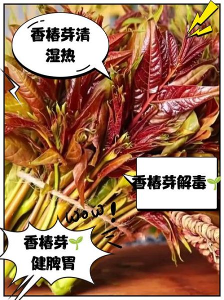 香椿芽的营养价值_香椿芽的功效与作用-第2张图片-山城妙识