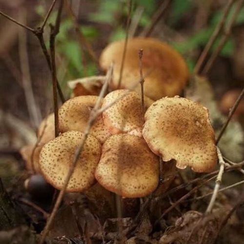 野生榛蘑菇怎么挑选_野生榛蘑菇价格多少钱一斤-第3张图片-山城妙识 野生榛蘑菇怎么挑选_野生榛蘑菇价格多少钱一斤-第3张图片-山城妙识