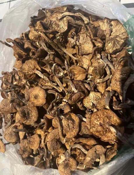 野生榛蘑菇怎么挑选_野生榛蘑菇价格多少钱一斤-第1张图片-山城妙识 野生榛蘑菇怎么挑选_野生榛蘑菇价格多少钱一斤-第1张图片-山城妙识