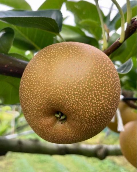 梨的品种图片大全_哪种梨最好吃-第1张图片-山城妙识 梨的品种图片大全_哪种梨最好吃-第1张图片-山城妙识