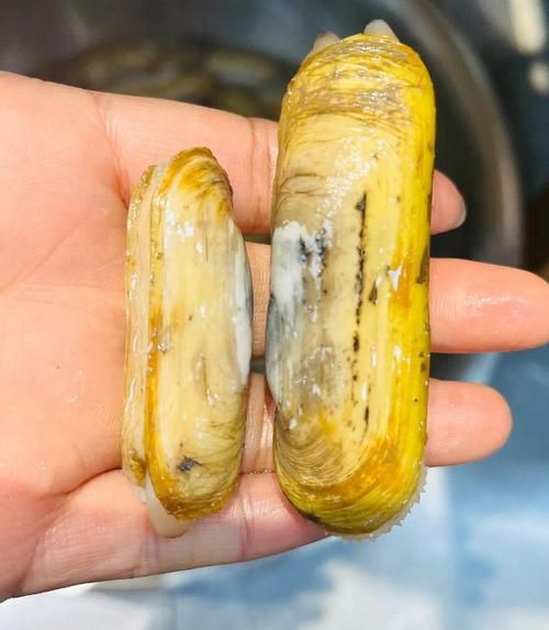 蛏子怎么吐沙子干净快_蛏子吐沙最快的方法-第3张图片-山城妙识