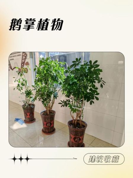 鹅掌花怎么养_鹅掌花有毒吗-第1张图片-山城妙识
