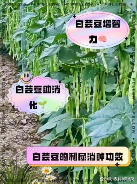 芸豆的功效与作用_芸豆怎么吃最营养-第3张图片-山城妙识