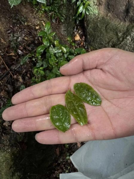 六安瓜片产地在哪里_核心产区有哪些-第1张图片-山城妙识