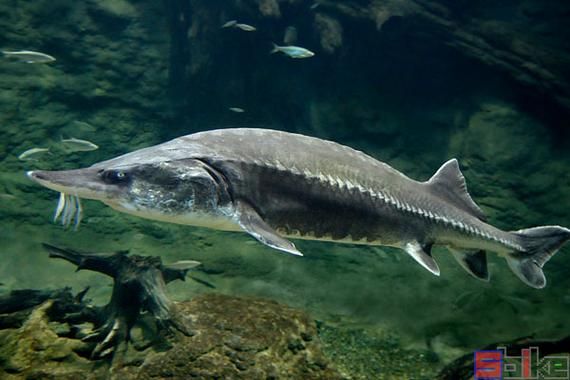 欧洲鳇鱼多少钱一斤_欧洲鳇鱼怎么做好吃-第2张图片-山城妙识