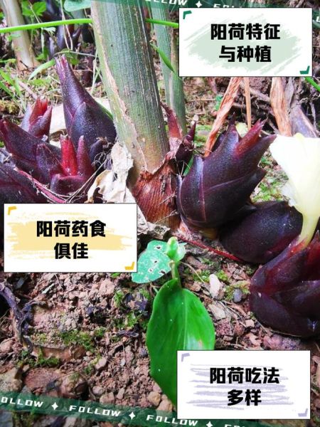 阳荷的功效与副作用有哪些_阳荷怎么吃最安全-第1张图片-山城妙识