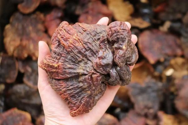 野生灵芝多少钱一斤_野生灵芝价格行情-第2张图片-山城妙识