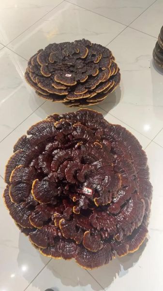 野生灵芝多少钱一斤_野生灵芝价格行情-第1张图片-山城妙识