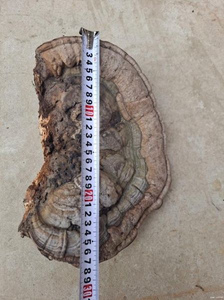 野生灵芝多少钱一斤_野生灵芝价格行情-第3张图片-山城妙识