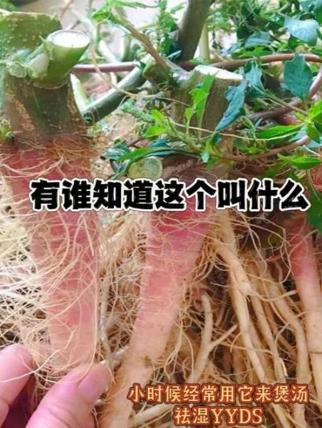 野苋菜头煲汤有什么功效_野苋菜头煲汤适合什么人喝-第1张图片-山城妙识
