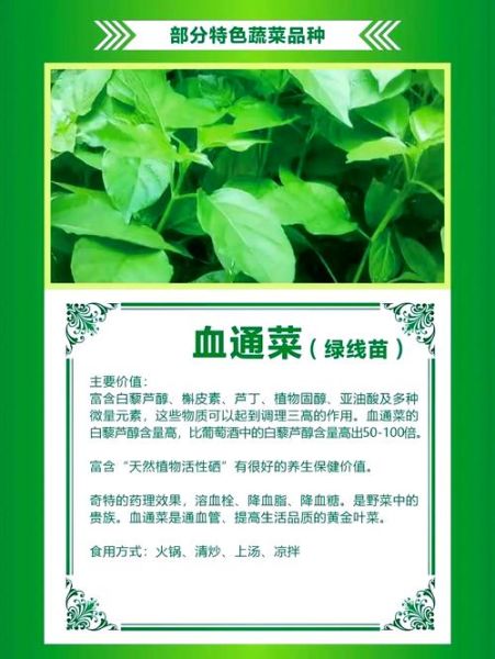 通菜的功效与作用_通菜怎么吃最营养-第1张图片-山城妙识 通菜的功效与作用_通菜怎么吃最营养-第1张图片-山城妙识