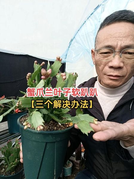 蟹爪兰叶子蔫了怎么办_蟹爪兰叶子发软怎么救-第1张图片-山城妙识 蟹爪兰叶子蔫了怎么办_蟹爪兰叶子发软怎么救-第1张图片-山城妙识