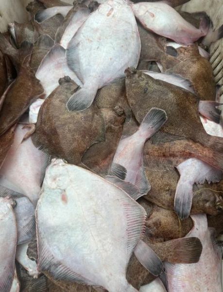 墨鱼图片怎么拍_墨鱼高清图哪里找-第1张图片-山城妙识 墨鱼图片怎么拍_墨鱼高清图哪里找-第1张图片-山城妙识