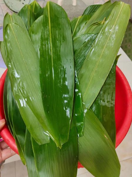 包粽子的叶是什么叶子_粽子叶有哪些种类-第3张图片-山城妙识 包粽子的叶是什么叶子_粽子叶有哪些种类-第3张图片-山城妙识