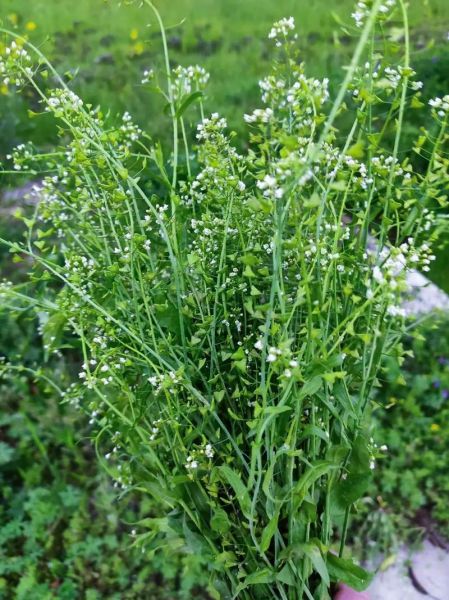 荠菜花图片大全大图_荠菜花长什么样-第1张图片-山城妙识