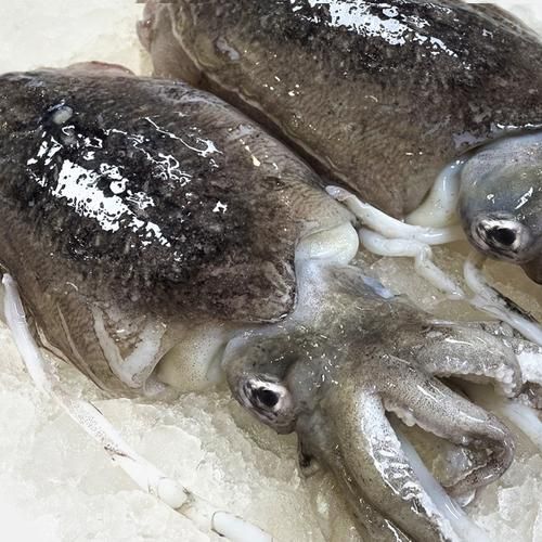 墨鱼图片怎么拍_墨鱼高清图哪里找-第2张图片-山城妙识 墨鱼图片怎么拍_墨鱼高清图哪里找-第2张图片-山城妙识