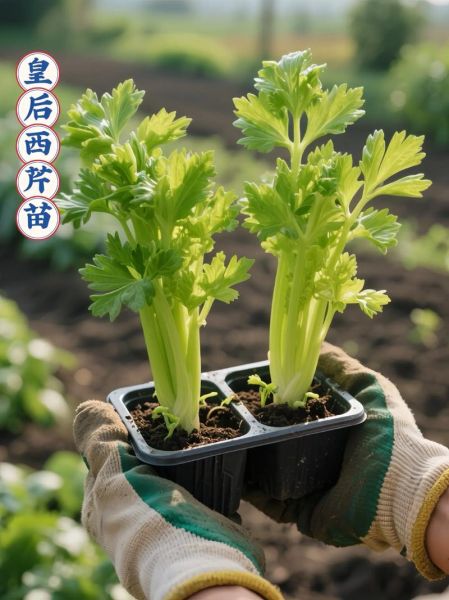 香芹菜什么时候种_香芹菜怎么种才高产-第1张图片-山城妙识 香芹菜什么时候种_香芹菜怎么种才高产-第1张图片-山城妙识