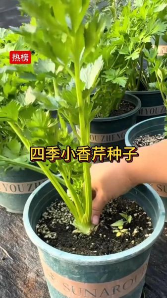 香芹菜什么时候种_香芹菜怎么种才高产-第2张图片-山城妙识 香芹菜什么时候种_香芹菜怎么种才高产-第2张图片-山城妙识
