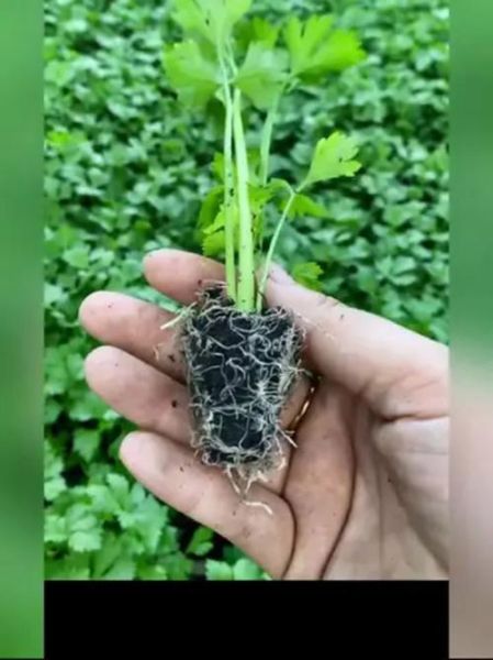 香芹菜什么时候种_香芹菜怎么种才高产-第3张图片-山城妙识 香芹菜什么时候种_香芹菜怎么种才高产-第3张图片-山城妙识