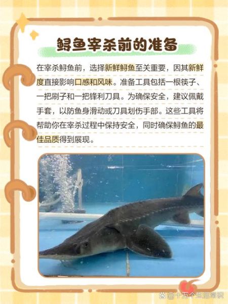 鲟鱼怎么杀_鲟鱼怎么清洗-第1张图片-山城妙识