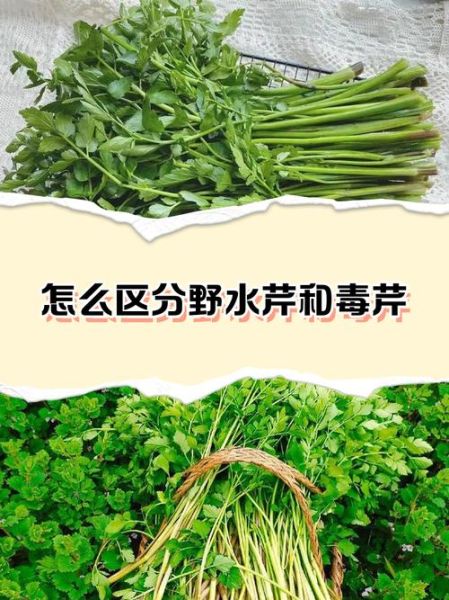 有毒的野芹菜长什么样_如何区分毒芹与水芹-第1张图片-山城妙识
