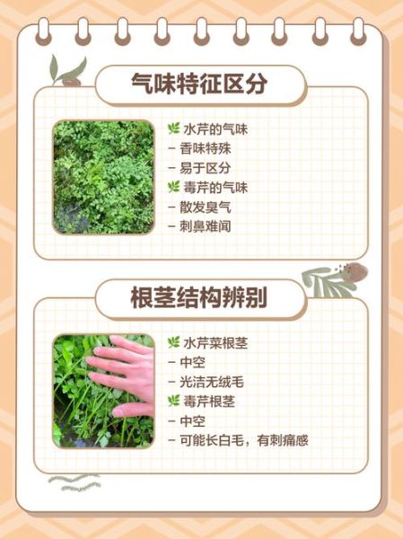 有毒的野芹菜长什么样_如何区分毒芹与水芹-第3张图片-山城妙识