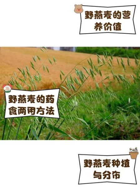 燕麦可以喂芭芭农场动物吗_燕麦在芭芭农场怎么用-第1张图片-山城妙识 燕麦可以喂芭芭农场动物吗_燕麦在芭芭农场怎么用-第1张图片-山城妙识