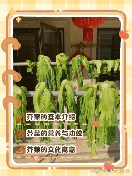 芥菜怎么读_芥菜是发物吗-第1张图片-山城妙识 芥菜怎么读_芥菜是发物吗-第1张图片-山城妙识